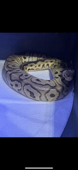 Pastel Clown 100% Het Clown, Pied, Desert Ghost 50% Het Sunset Ball ...