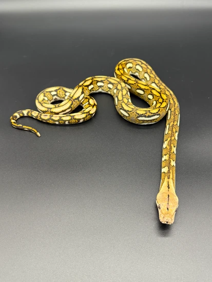 Super Dwarf Tiger Het Albino Pos Het Anery Reticulated Python by LAB ...