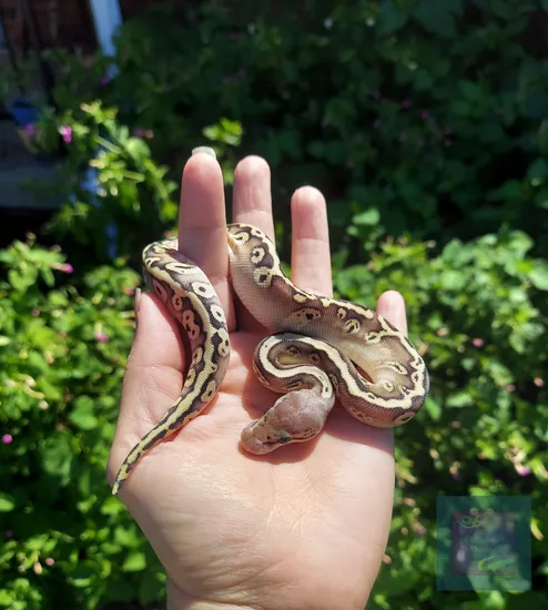 Mojave Inferno Ball Python by J & L Slitherin Tailz Exotics