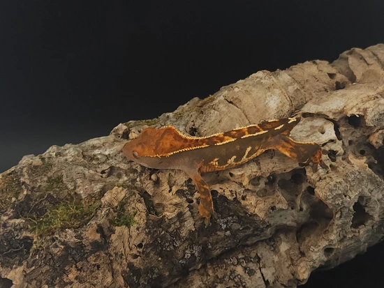 Tangerine Super Soft Crested Gecko by Laguna OC Exotics