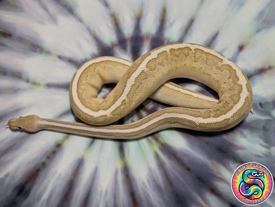 Butter Cinnamon Pinstripe Ball Python by Lair Of Lila . com