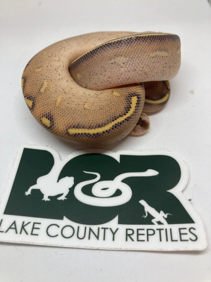 Highway Ball Python by Lake County Reptiles