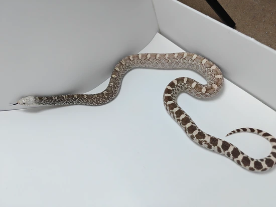 Ghost (T/B) Het Albino Bullsnake by Lampro Reptiles