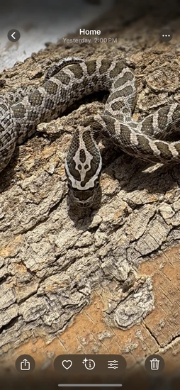 Plains Rat Emoryi. 1.1 Western Rat Snake by MA Reptiles and Amphibians