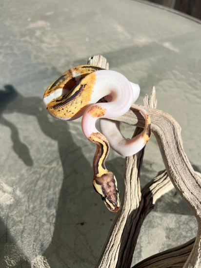 Firefly Pied Ball Python by Project Exotics