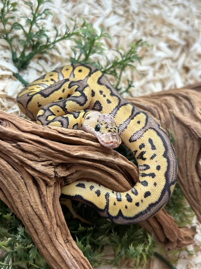 Super Pastel Clown Ball Python by Project Exotics