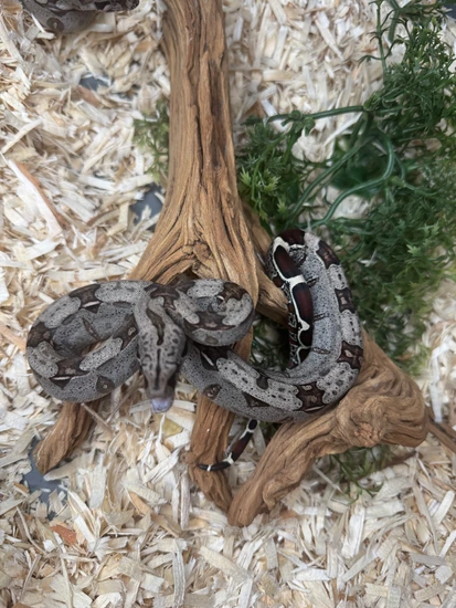 Captive Bred Guyana Red Tail True Red-Tailed Boa Constrictor by Project ...