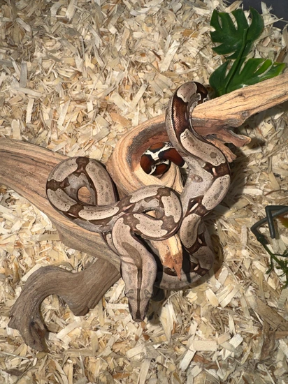 Captive Bred Guyana Red Tail True Red-Tailed Boa Constrictor by Project ...