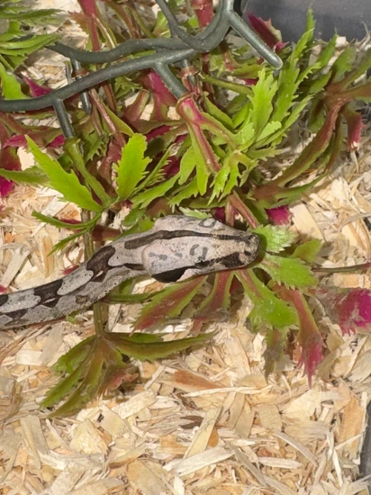 Captive Bred Guyana Red Tail True Red-Tailed Boa Constrictor by Project ...