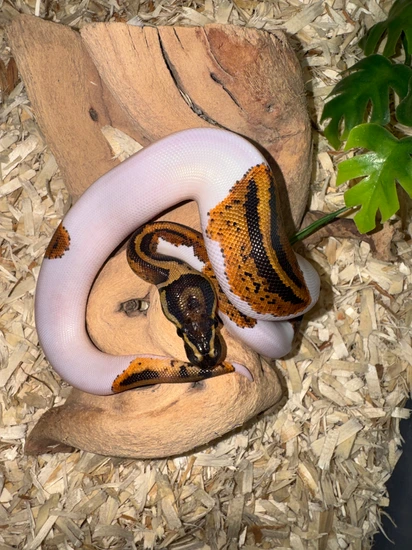 Yellow Belly Pied Ball Python by Project Exotics