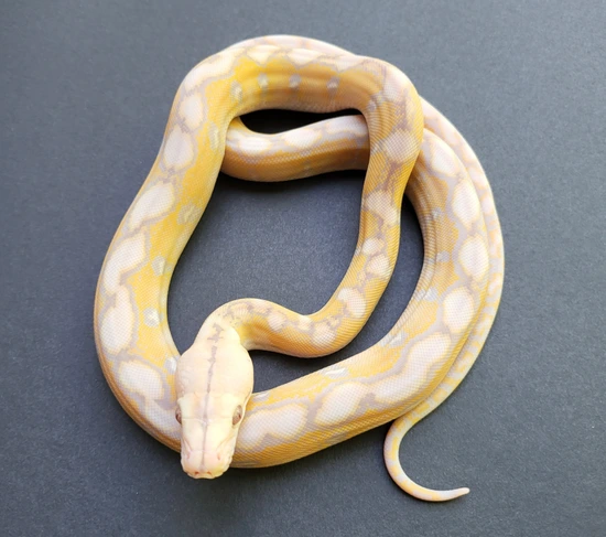 Super Dwarf Purple Snow Reticulated Python by L&R Reptile