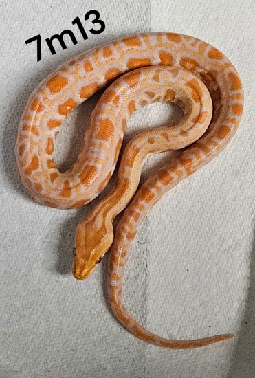 Abino 66% Het Pied 66%het Granite Burmese Python by Moe's reptiles