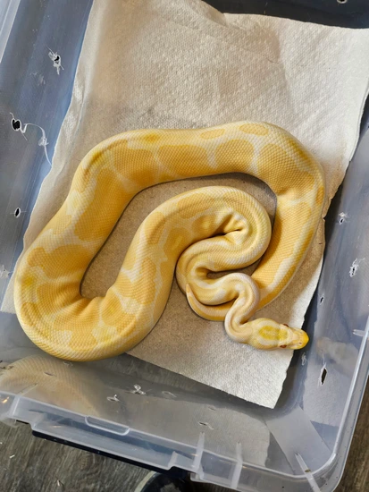 Tiger Albino Ball Python by Moe's reptiles