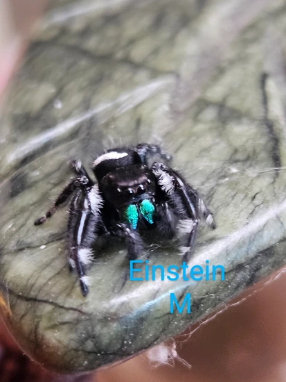Eager Einstein Jumping Spider by Gentle Jumpers