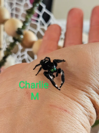 Cheerful Charlie Jumping Spider by Gentle Jumpers