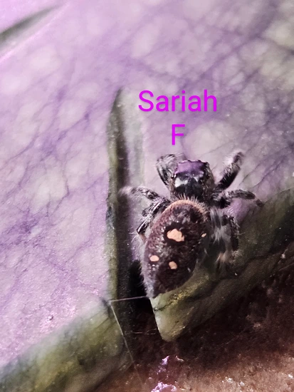 Simply Sariah Jumping Spider by Gentle Jumpers