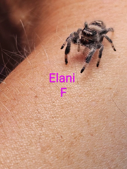 Effervescent Elani Jumping Spider by Gentle Jumpers