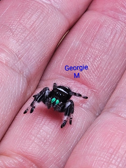 Jungle Georgie Apalachicola Jumping Spider by Gentle Jumpers