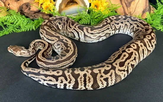 Super Lori Ball Python by Southern Scales Exotics