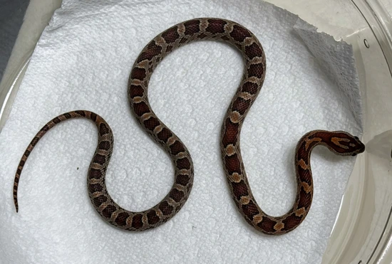 Normal Corn Snake by Southern Scales Exotics