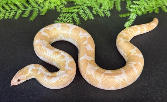 Snow Vanishing Pattern Kenyan Sand Boa by Southern Scales Exotics