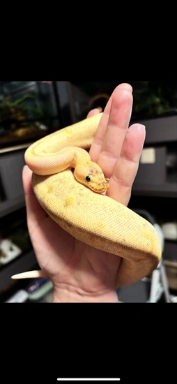 Champagne Pastel Poss. Dinker Ball Python by Skink n’ Balls