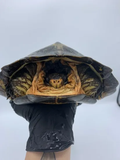 Malayan Flast-Shelled Tortoises Other Turtle by Reptile Pets Direct