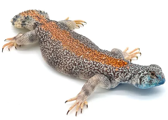 Uromastyx Thomasi (UTM01) by Reptile Pets Direct