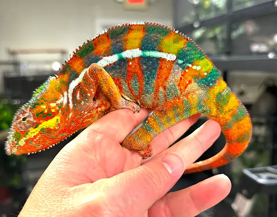 Red Body Blue Bar Panther Chameleon by Reptile Pets Direct