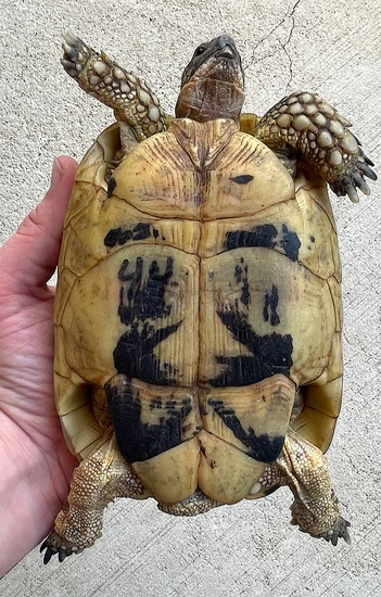 Libyan Greek Tortoise (LGT06) by Reptile Pets Direct