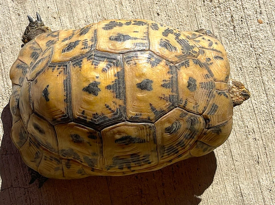 Libyan Greek Tortoise Female (GT5) by Reptile Pets Direct