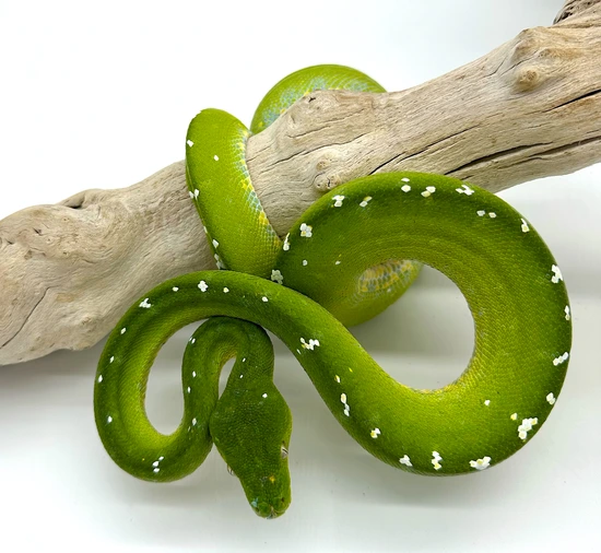 Aru Green Tree Python Female (AGTPF11) by Reptile Pets Direct