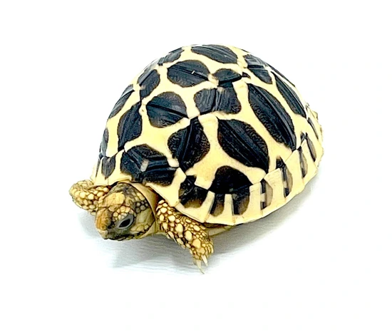 Indian Star Tortoise by Reptile Pets Direct