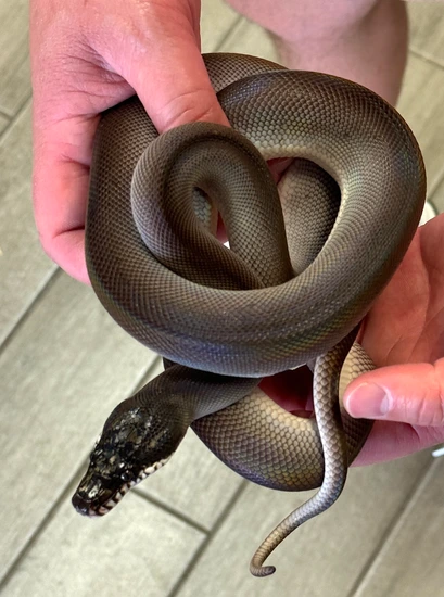 Southern White Lipped Python 1.1 Probed Pair White-Lipped Python by ...