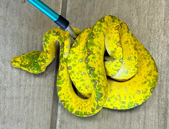 Biak Green Tree Python Female (BGTPF14) by Reptile Pets Direct