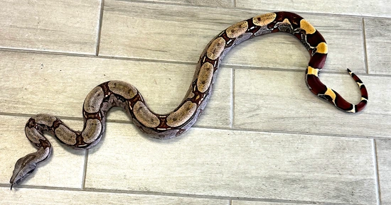 Guyana Red Tail Boa Purple Sided Female 3.5' (GBF11) True Red-Tailed ...