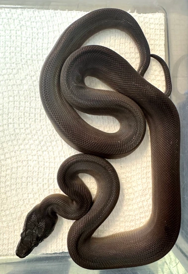 Southern White Lipped Python Baby Pair (SWLPB1) White-Lipped Python by ...