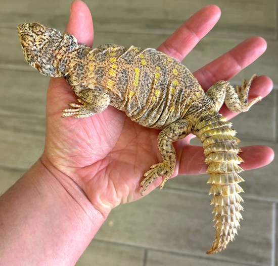 Ornate Uromastyx Adult Female (AOF3) by Reptile Pets Direct