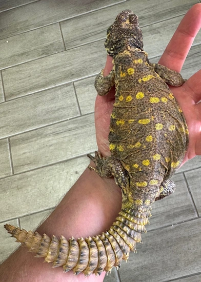 Ornate Uromastyx Adult Female (AOF4) by Reptile Pets Direct