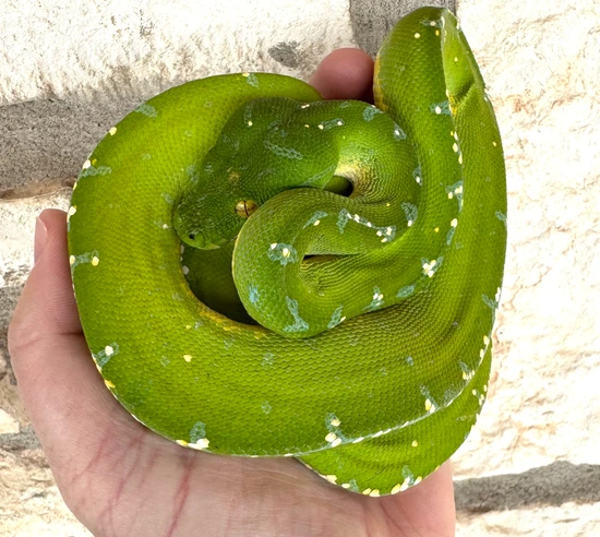 Sorong Green Tree Python Female (SF11) by Reptile Pets Direct