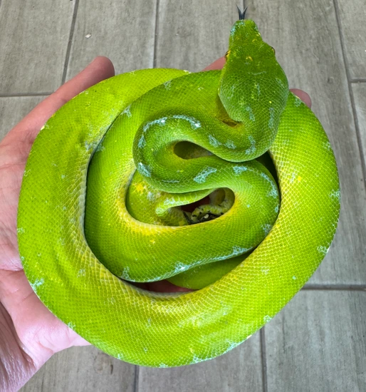 Sorong Green Tree Python Female (SGTPFF) by Reptile Pets Direct