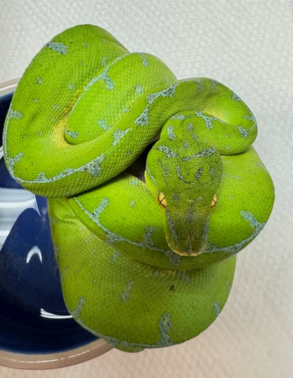 Manokwari Green Tree Python Female (MGTPF2) by Reptile Pets Direct