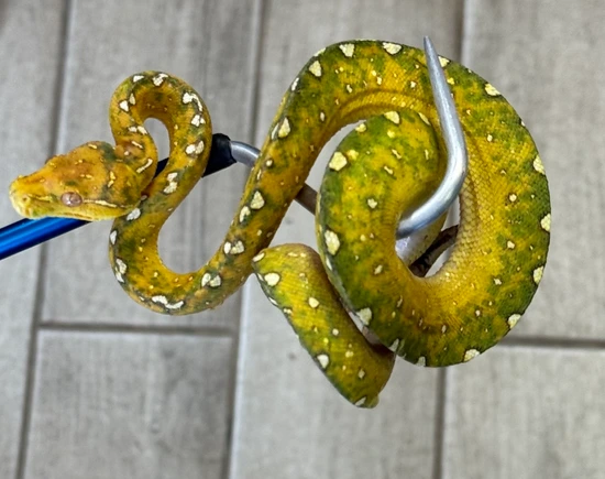 Red Biak Green Tree Python (BGTPR9) by Reptile Pets Direct
