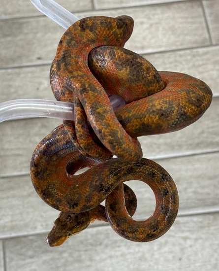 Tri Color Amazon Tree Boa White Belly Female (ATB1) by Reptile Pets Direct