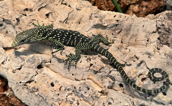 CB Golden Spotted Tree Monitor (Varanus Boehmei) (GSTM1) Golden-Spotted ...
