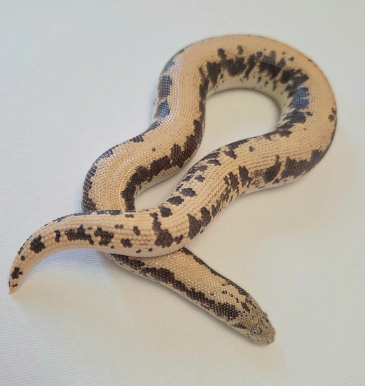 Normal Paint Het Snow Kenyan Sand Boa by Miller's Exotics
