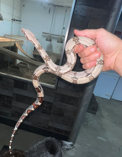 CBB Suriname BC True Red-Tailed Boa Constrictor by LBH Locality Boas