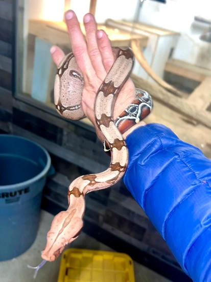 CBB Suriname BC True Red-Tailed Boa Constrictor by LBH Locality Boas
