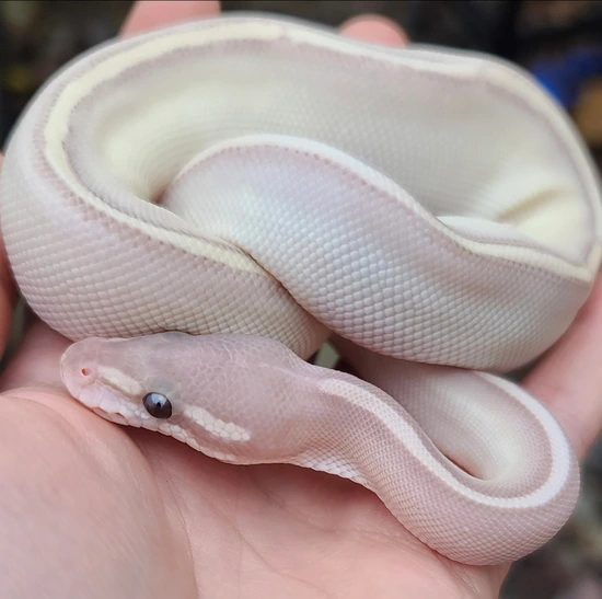 Banana Mystic Potion Ball Python by Moonlit Morphs