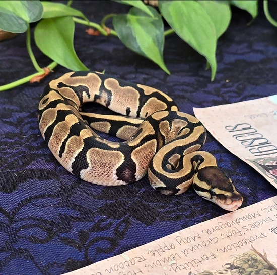 Het Desert Ghost Het Piebald Ball Python by Moonlit Morphs